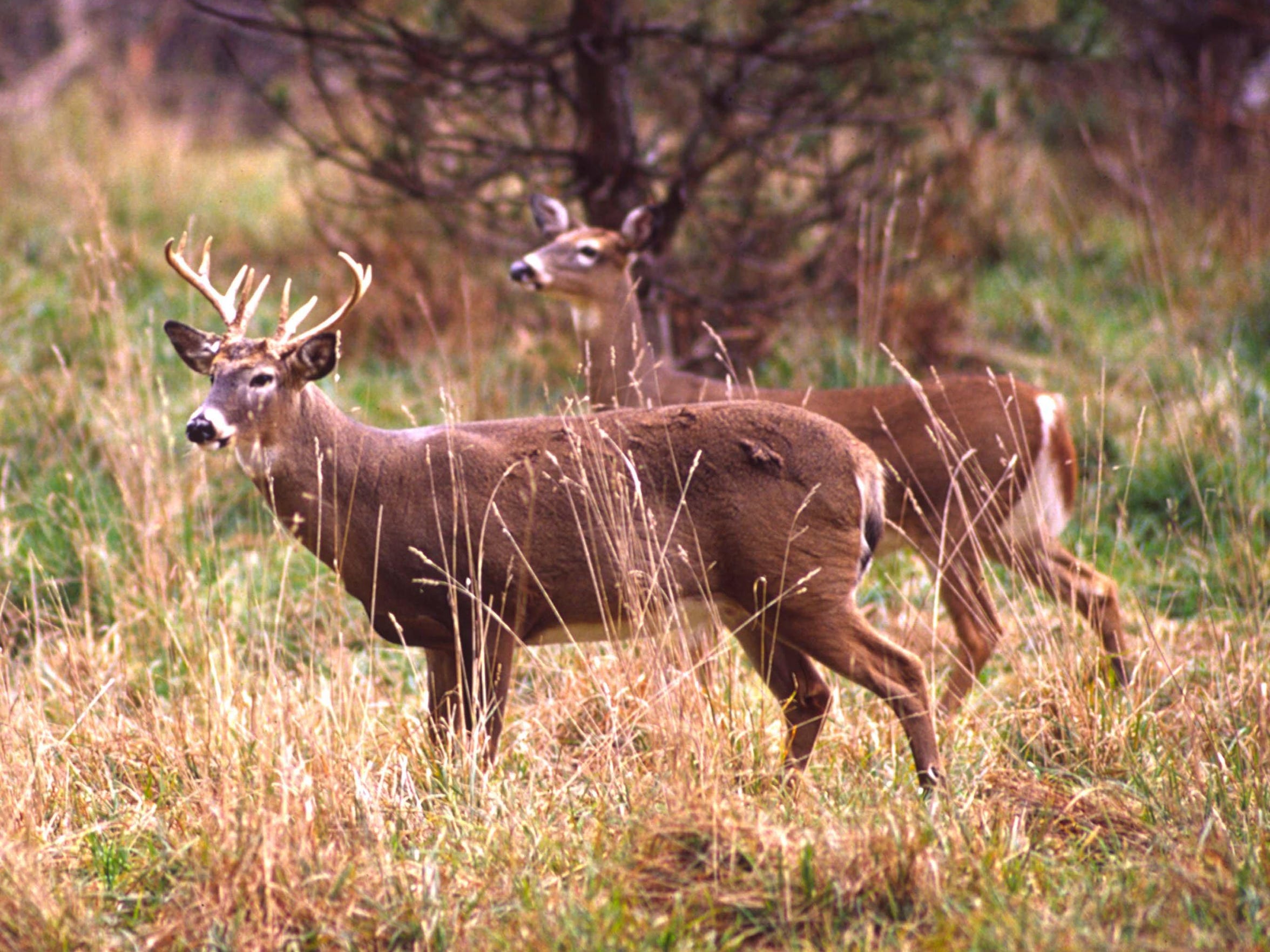 Deadly chronic wasting disease has Michigan's deer herd in its sights