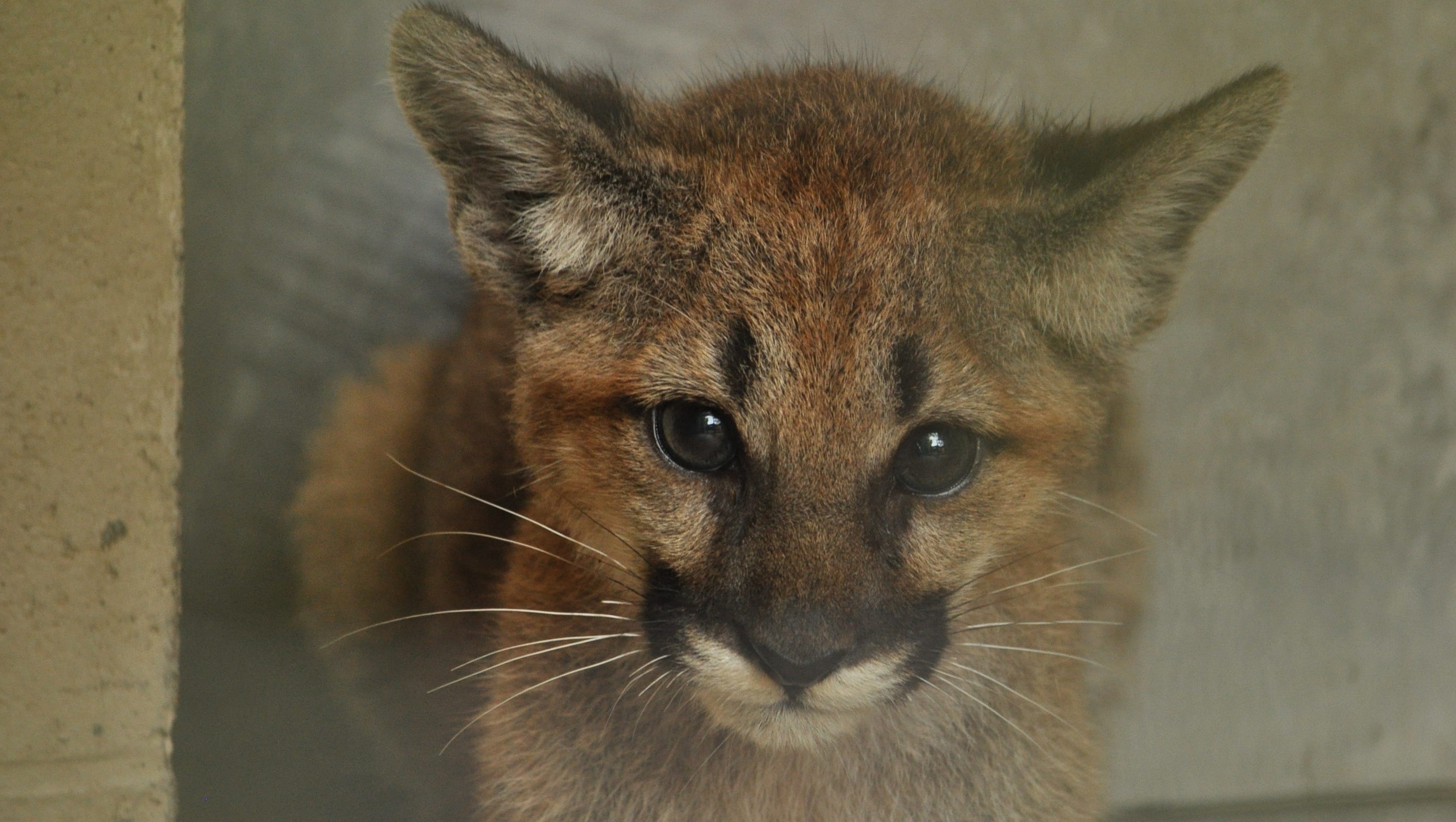 Orphaned cougar kittens find home at Alexandria Zoo