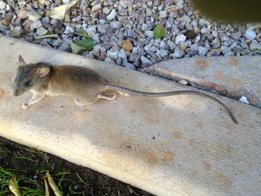 Roof rat season is here: 5 steps to keep them out of your home