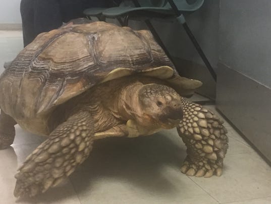 After a shell-busting accident, Spike the Tortoise strolls Louisville again