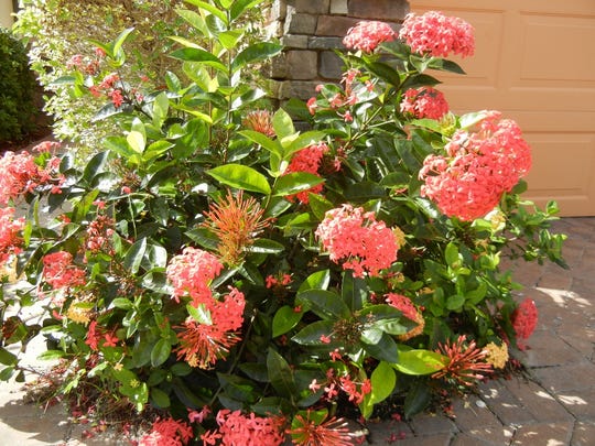 Ixora shrubs flourish in summertime
