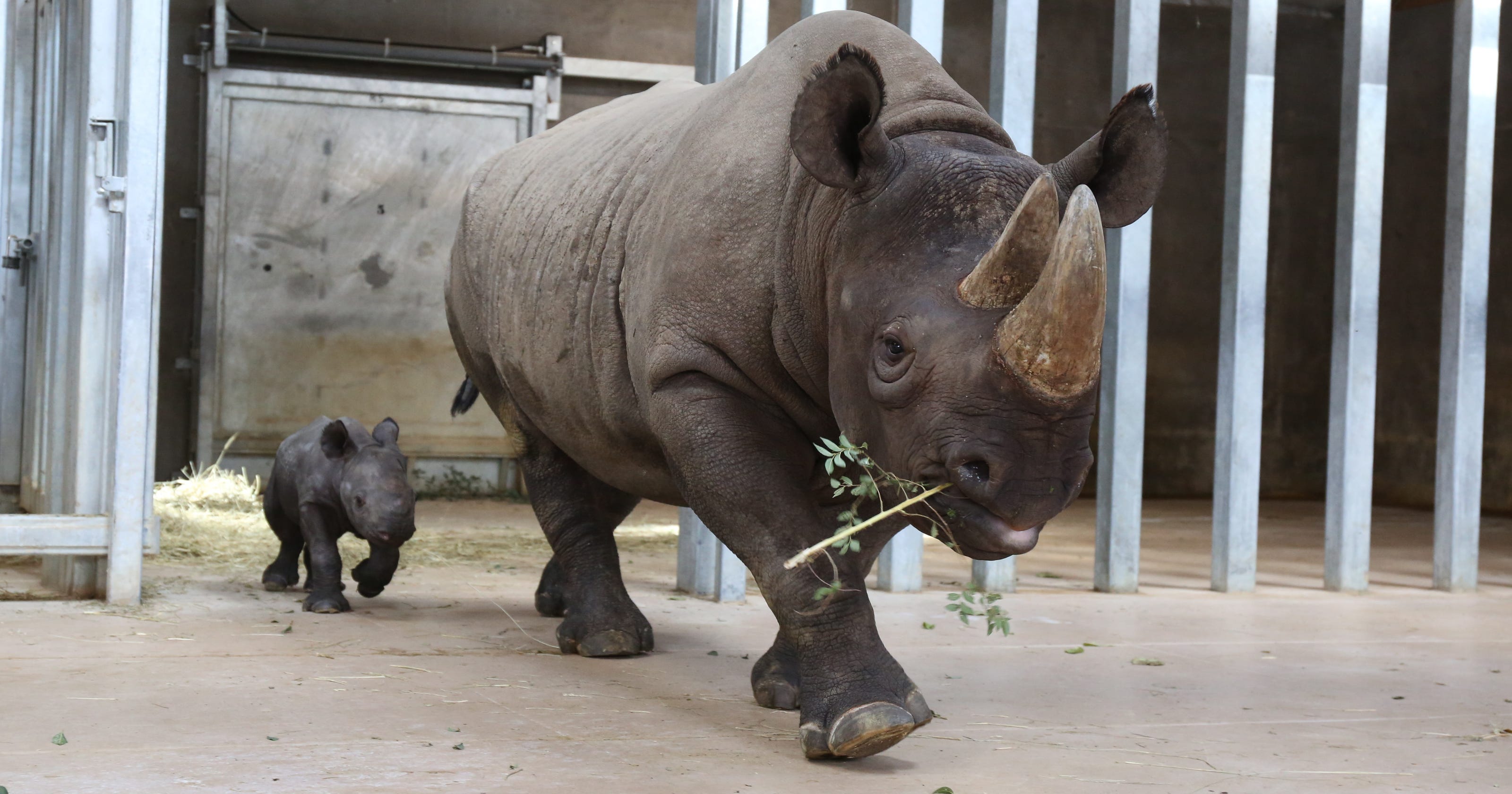 Endangered black rhino born at Des Moines zoo