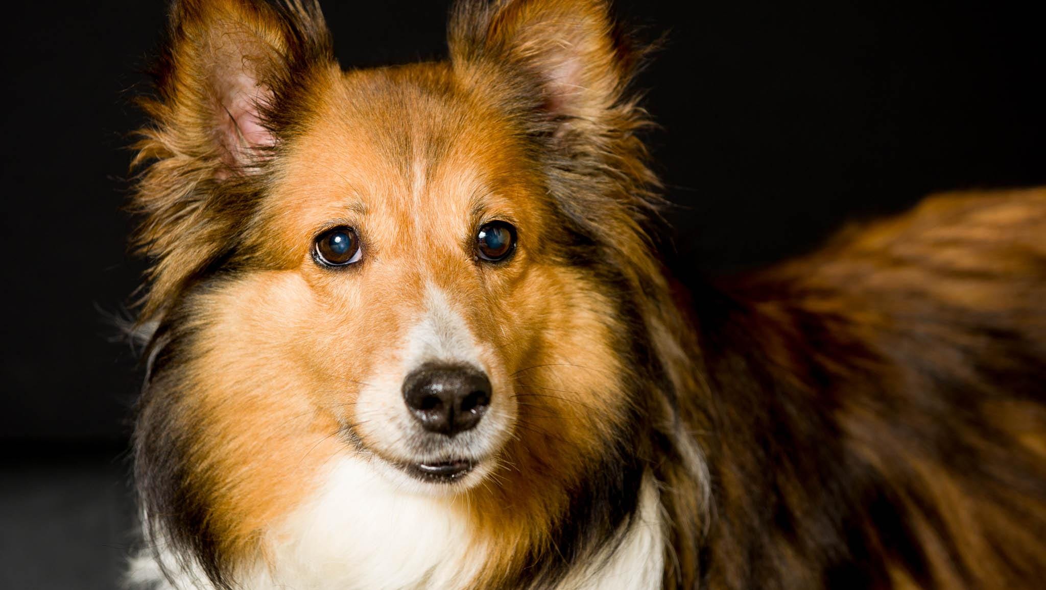 Local pets available for adoption