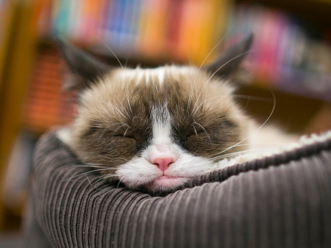 Grumpy Cat, the Arizona meme sensation, is dead at 7