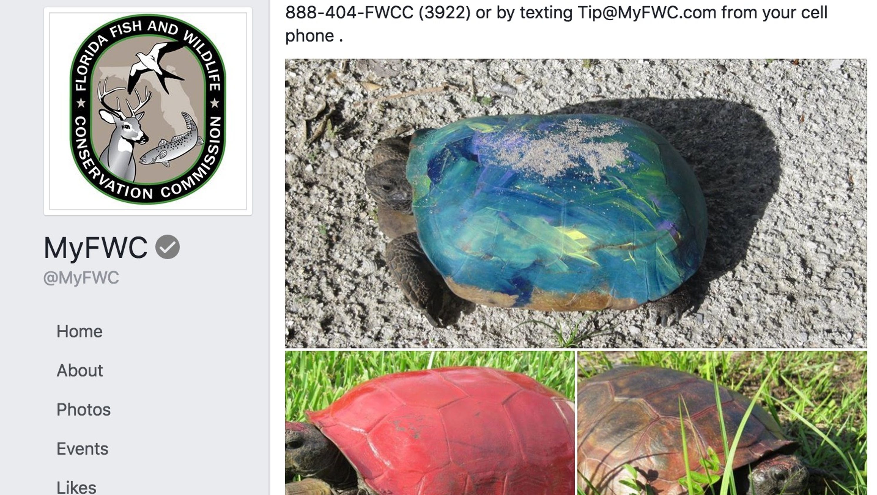 Wildlife officials: Seriously, stop painting turtle shells