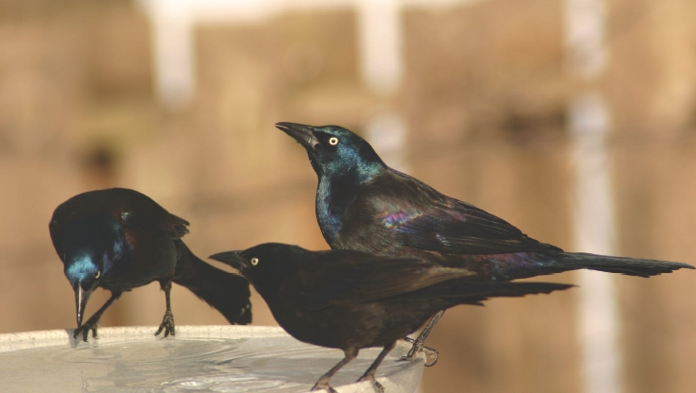 When does fall migration begin?