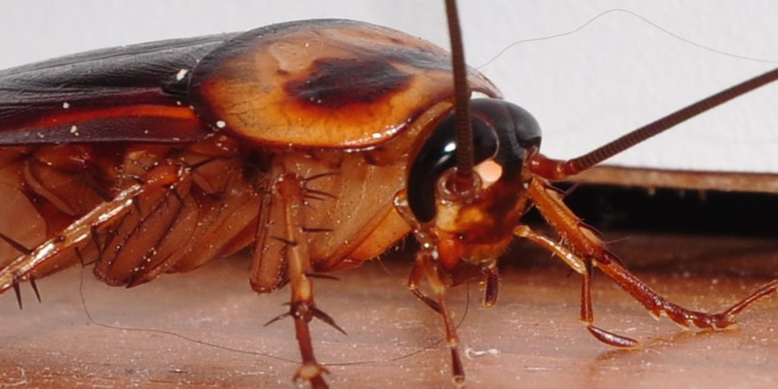 Cockroach crawled inside woman's ear, stayed for days