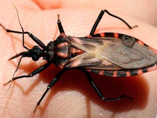Remember the 'kissing bug?' CDC confirms one was found in Delaware