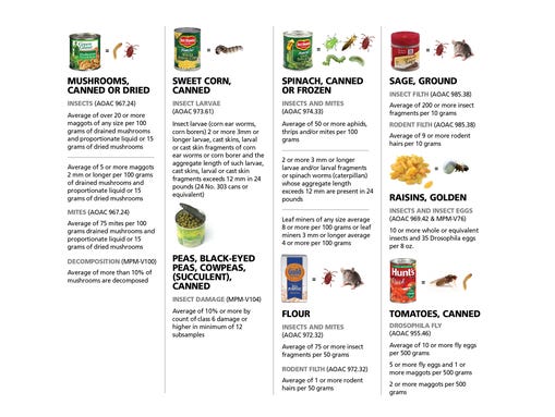 Maggots: It's what should be for dinner