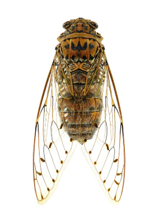 In The Garden | 17-year Cicada soon to arrive in much of Ohio