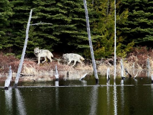 Only 3 wolves left on Michigan's Isle Royale