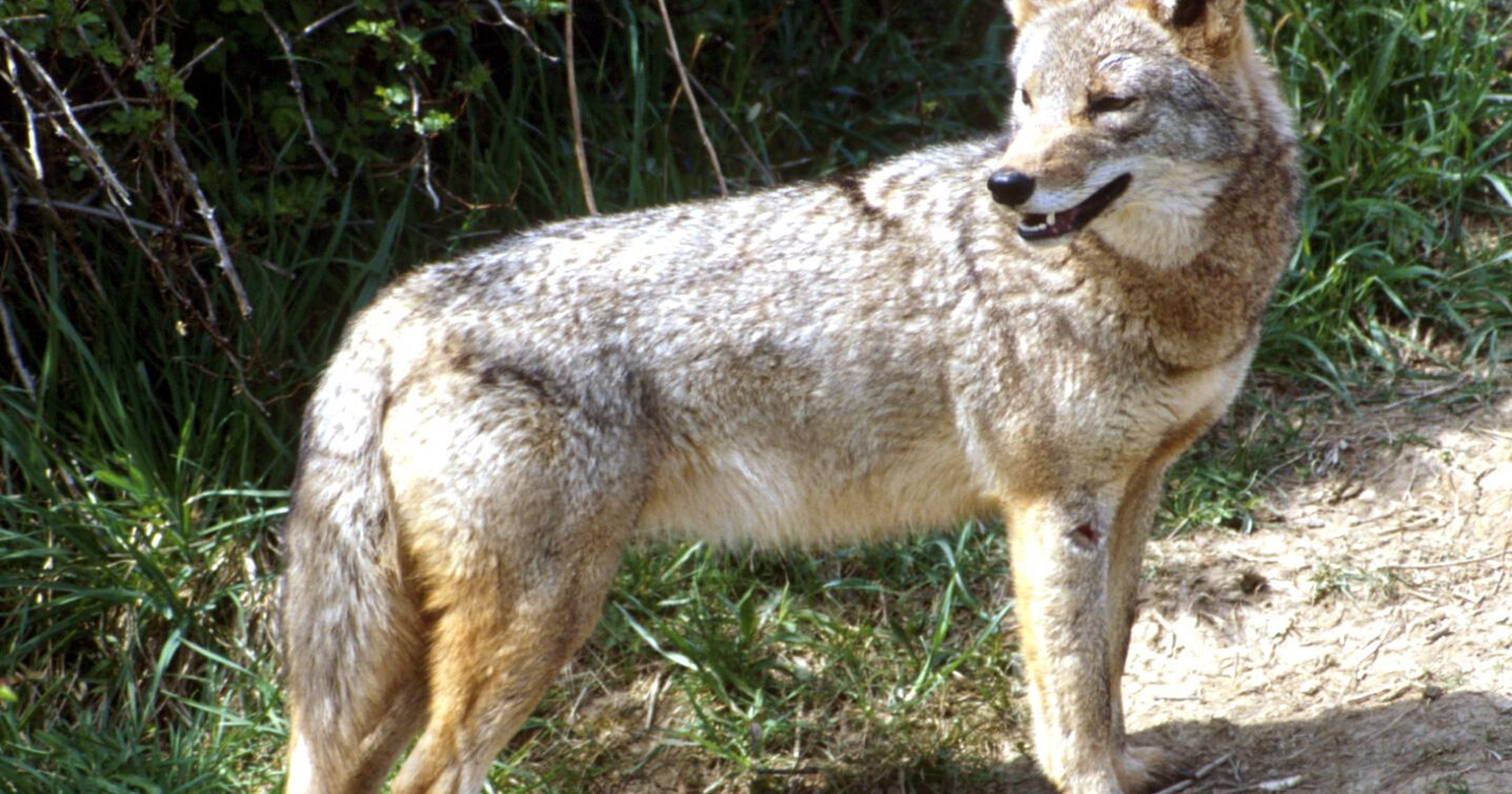 OPINION: The coyote, New Jersey’s wild dog