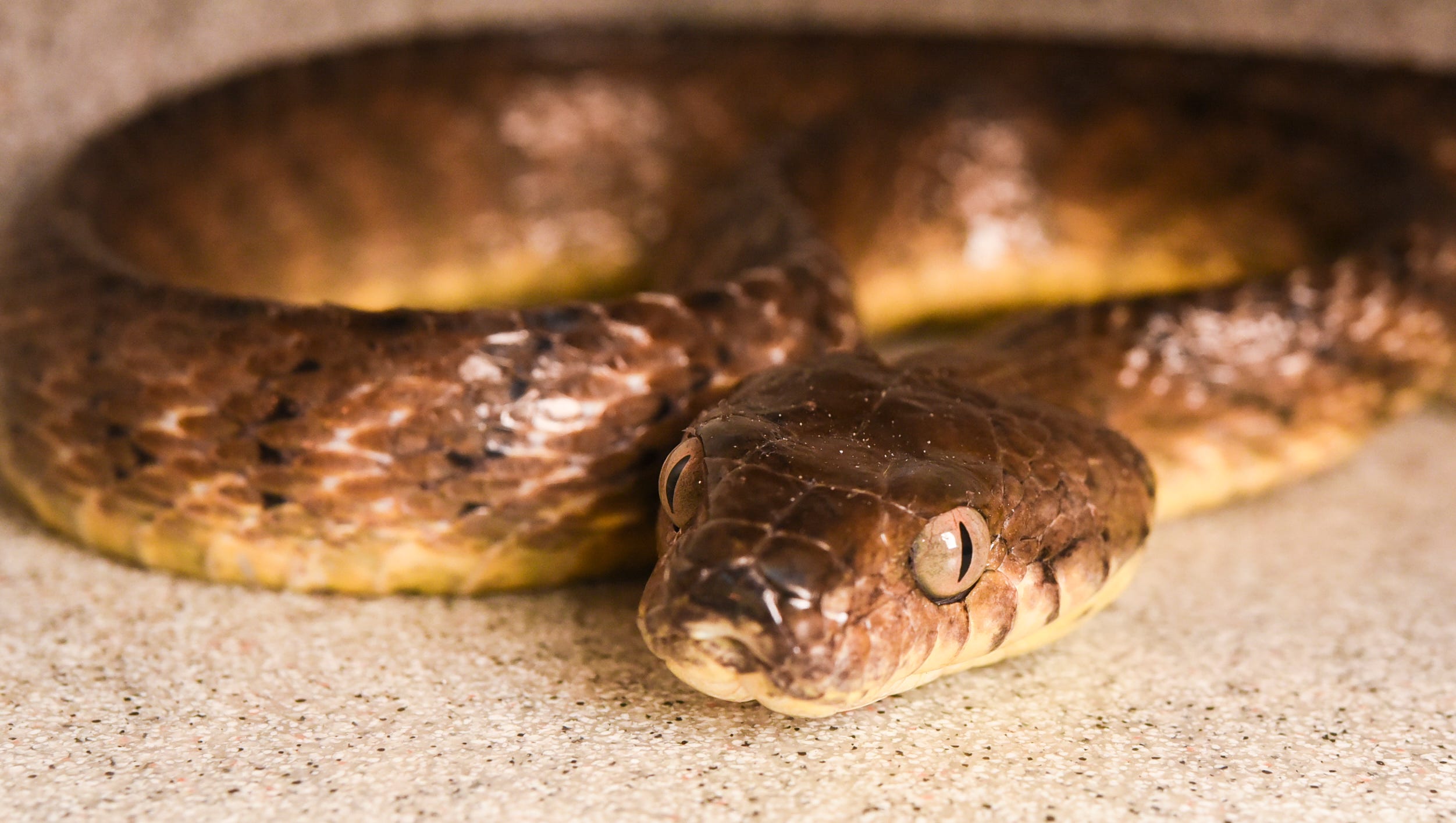 Brown tree snakes found at Cocos Island -- "Brown tree snakes have been ...