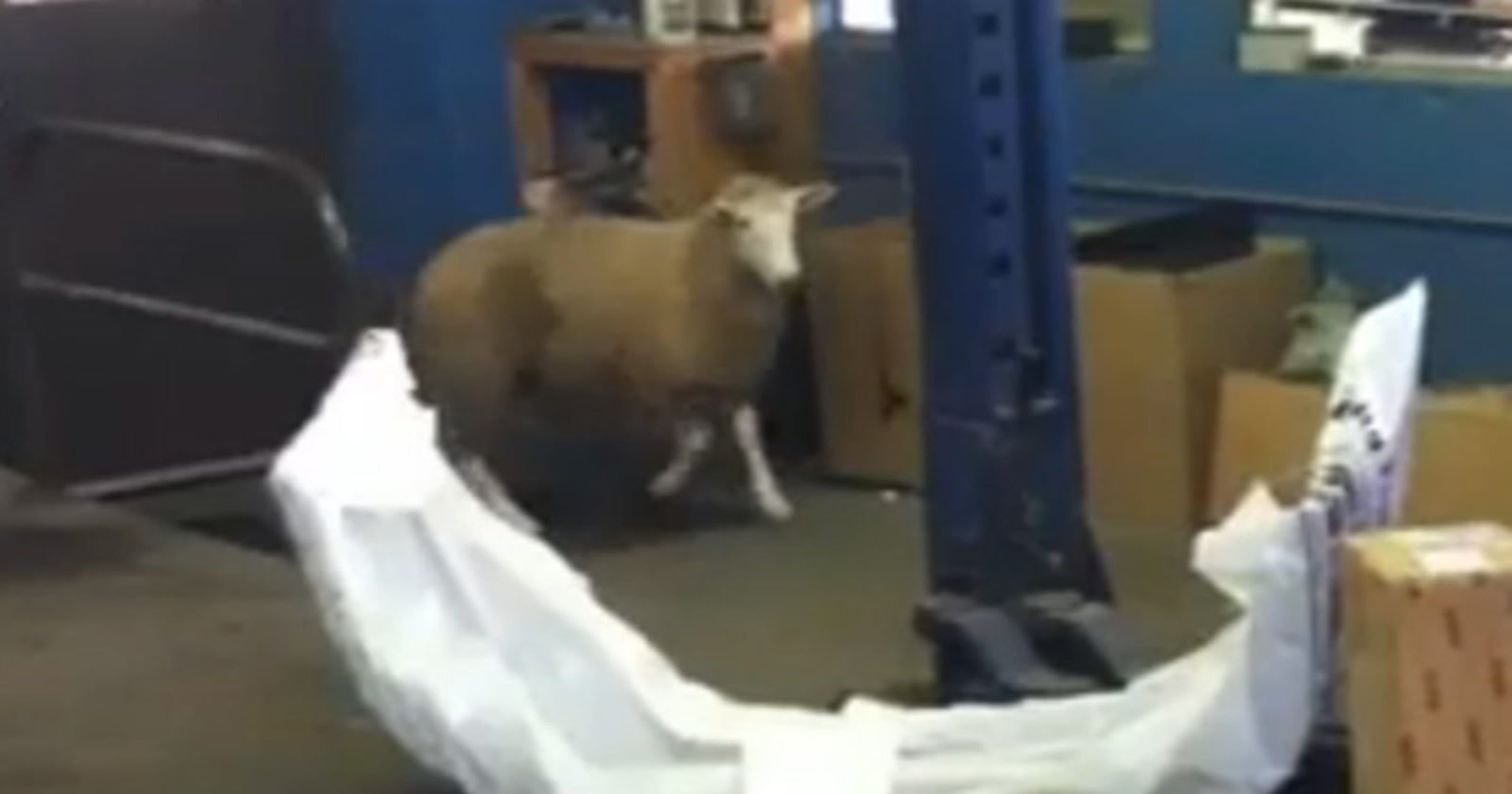 Runaway sheep apparently bound for slaughter is spared