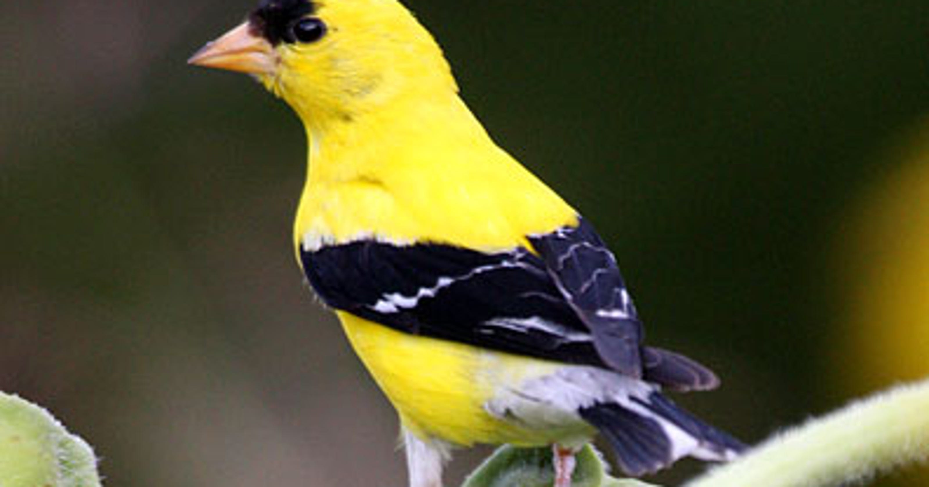 Column: Welcome the goldfinch to your backyard