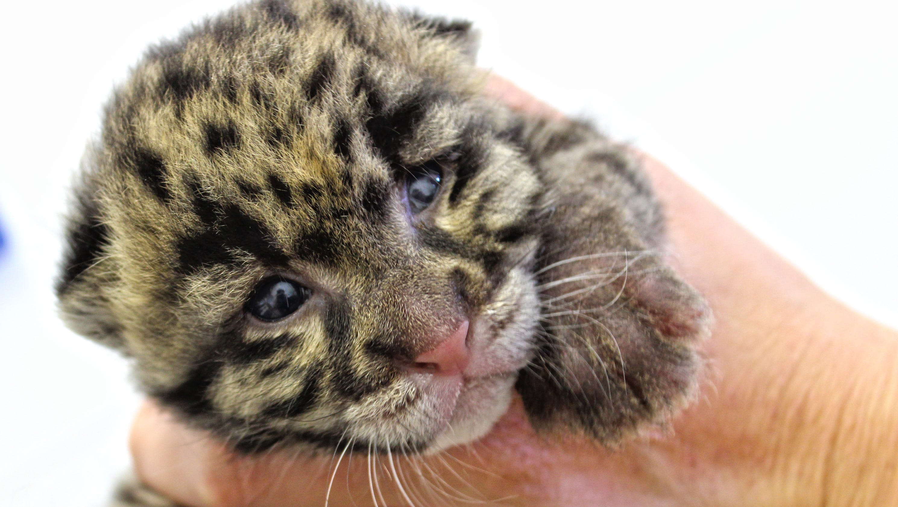 Baby zoo animals you can visit around the USA