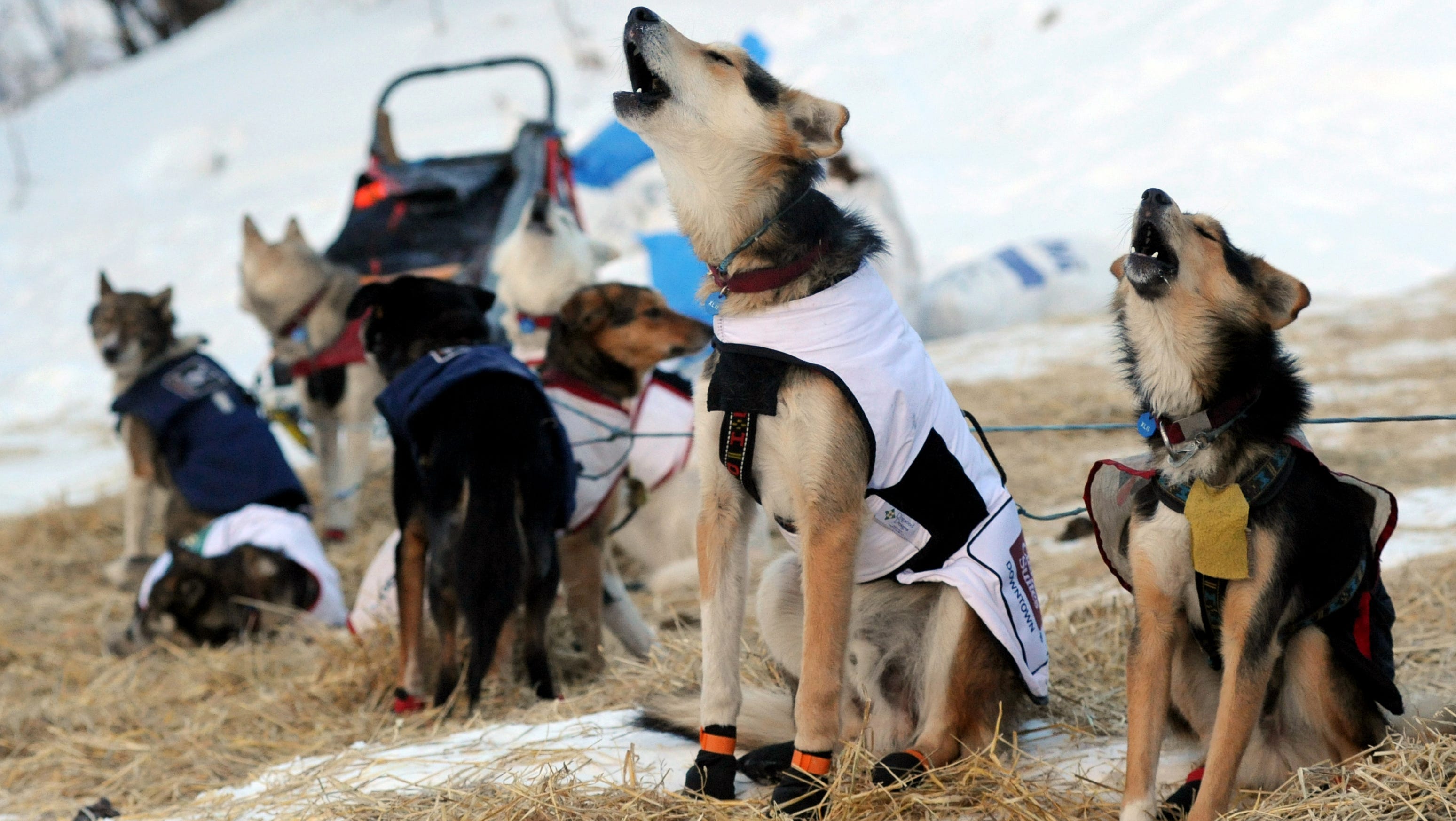 Why do dogs howl? Trying to understand your pet's ancestral instincts.