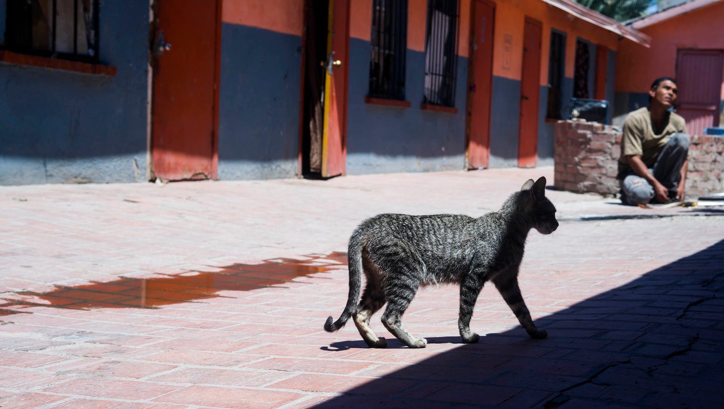 A human smuggler, and the wall that will make him rich