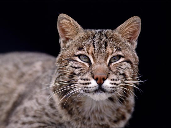 5 wild animals making a comeback in Indiana: river otters, bobcats and more