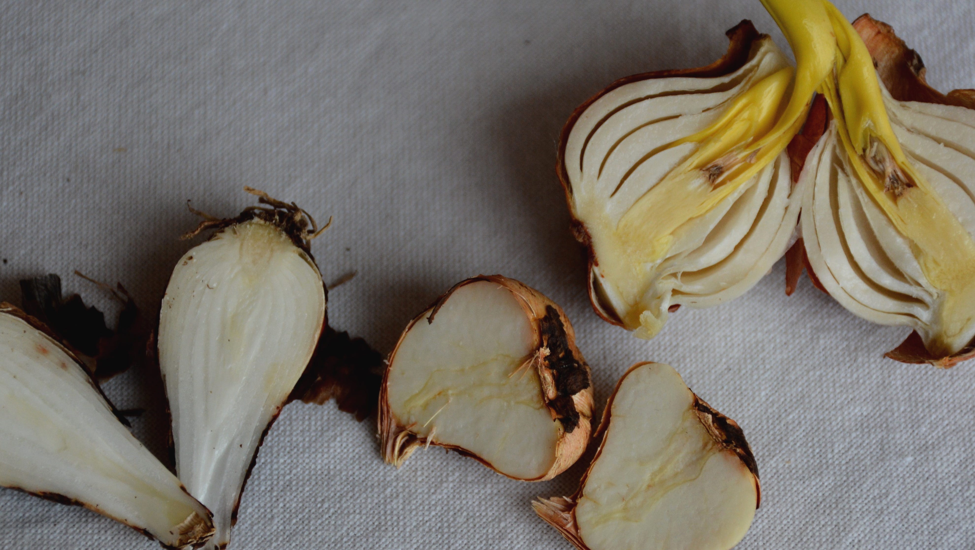 Making sense of bulbs, corms, tubers, tuberous roots, and rhizomes