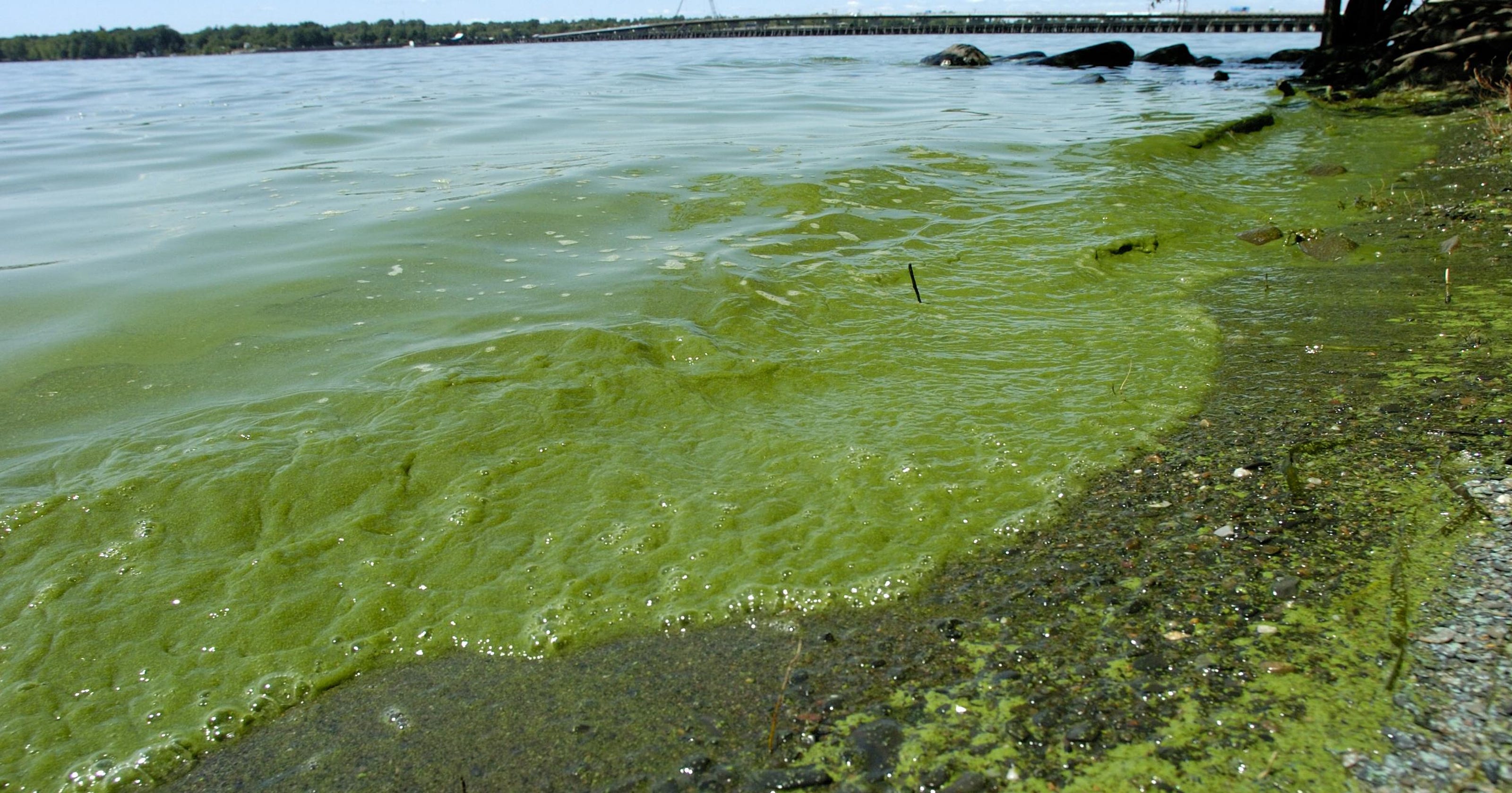 Dog's death fuels lake cyanobacteria scare