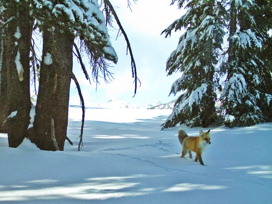 Rare fox sighted in Yosemite National Park