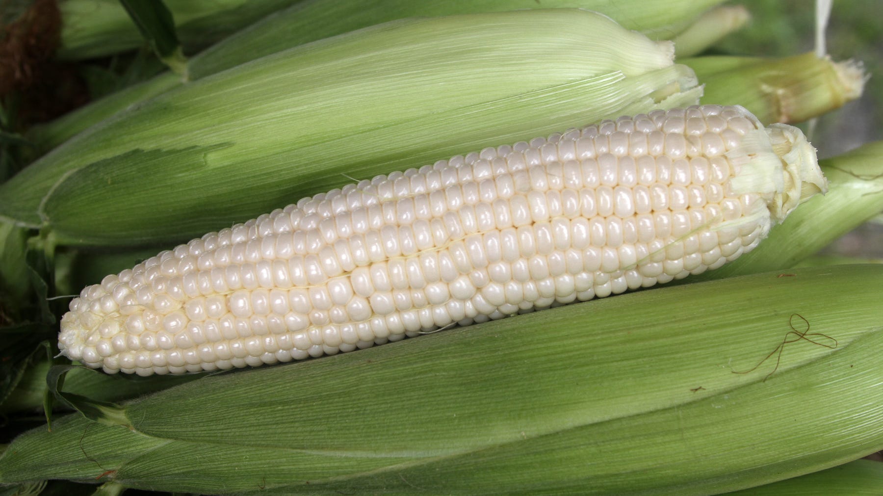 Corn as we know it has changed through the centuries