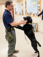 Meet Iris the FBI dog