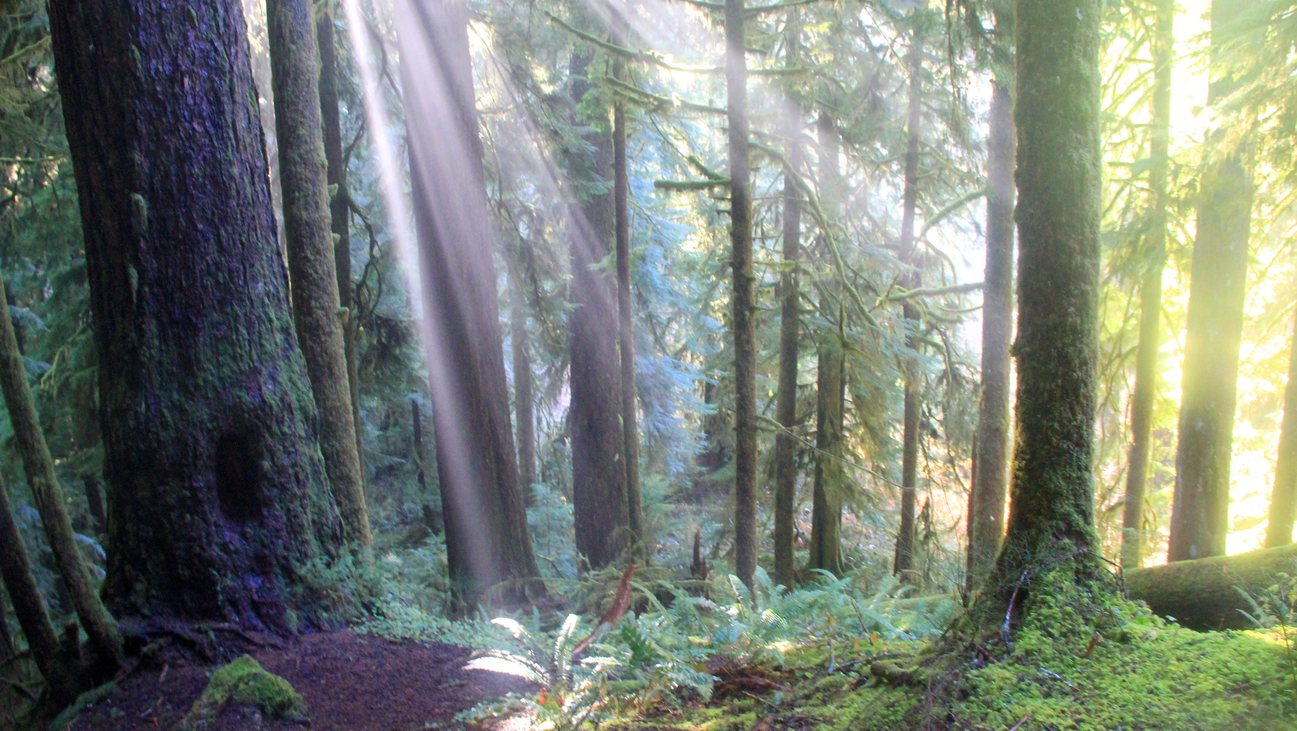 10 hikes in Oregon for giant and bizarre old-growth forest