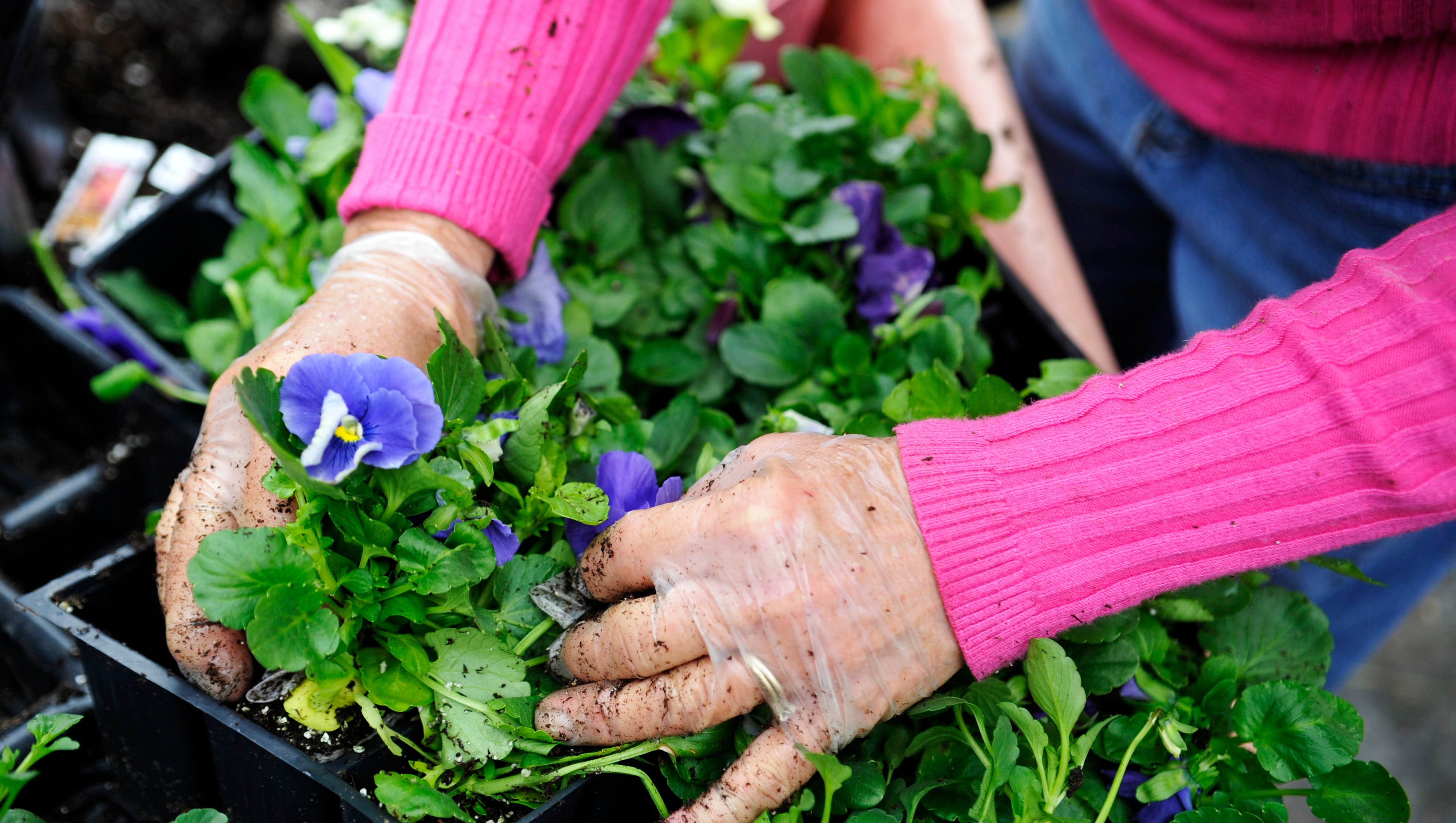 Master Gardening: Is your garden ready for spring?