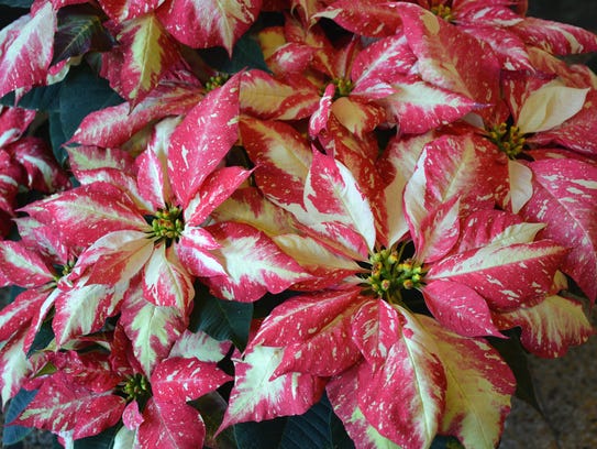 Fascinating facts about the holiday poinsettia
