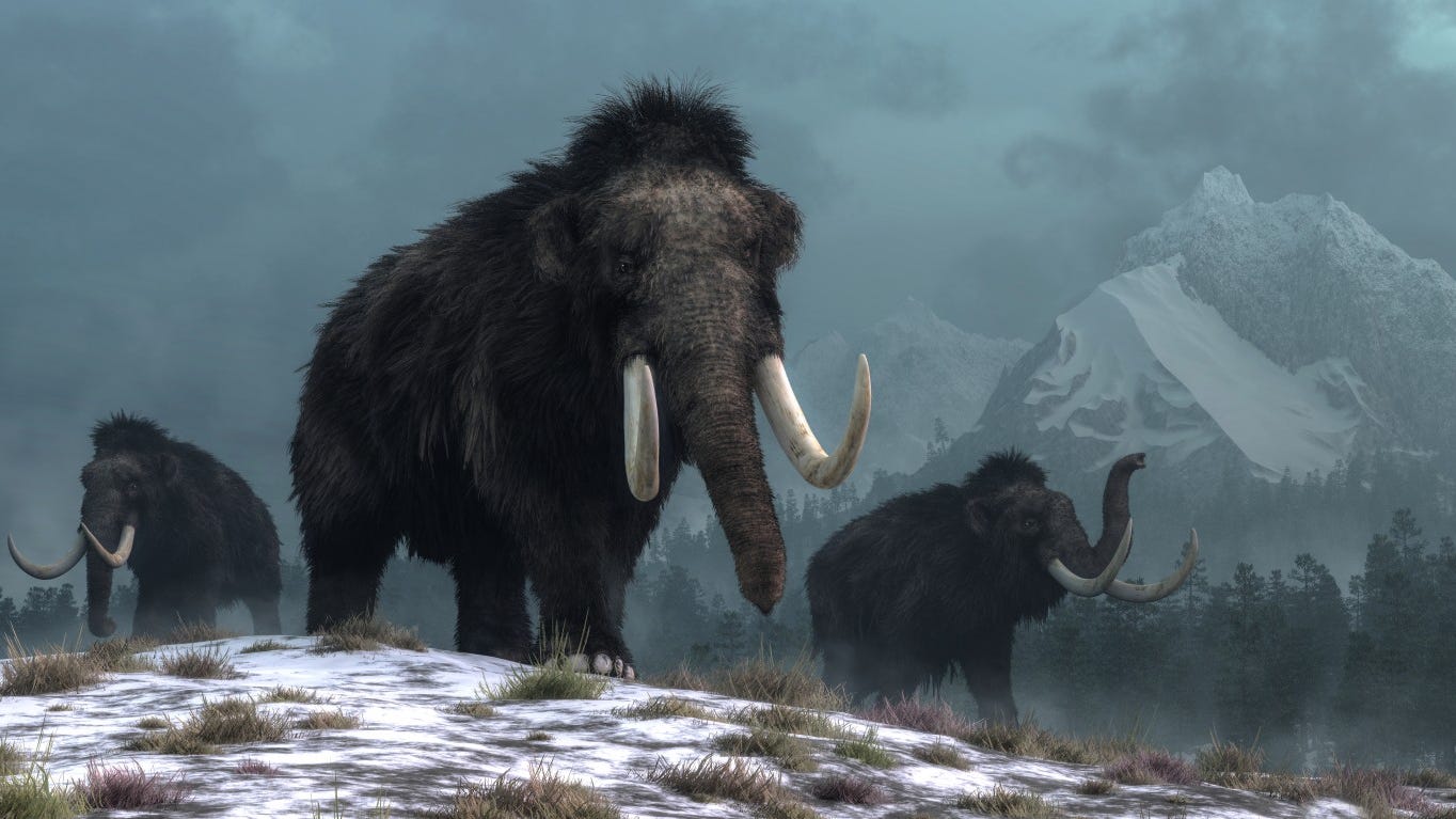 Climate change killed the woolly mammoth, not humans, study says