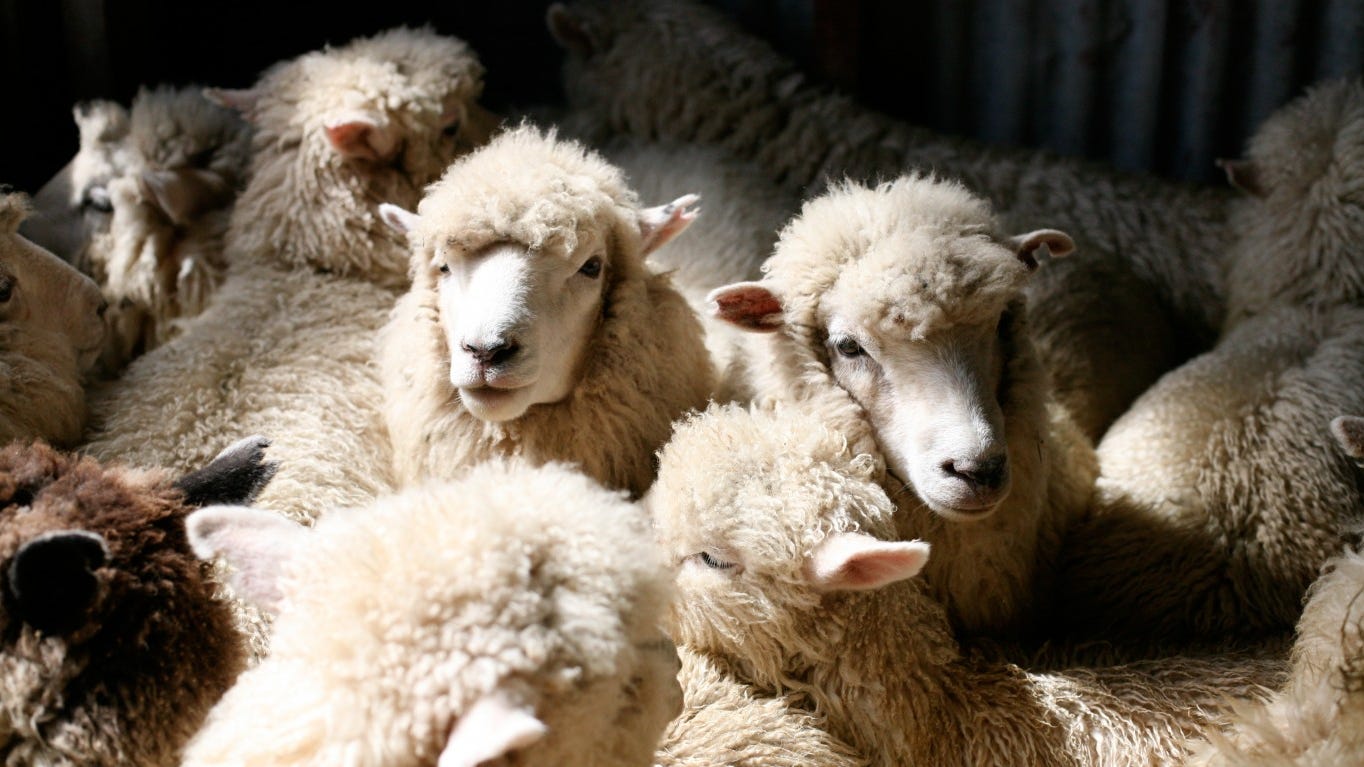 Fact check: Dead sheep video from 2021, not recent heat wave