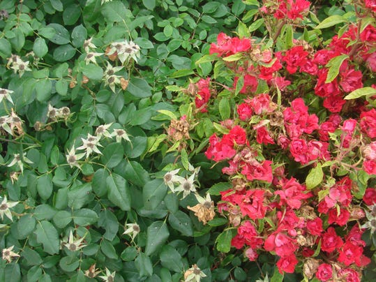 Dread garden disease knocking out Knock Out roses