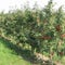 Gardening: How to choose an apple tree