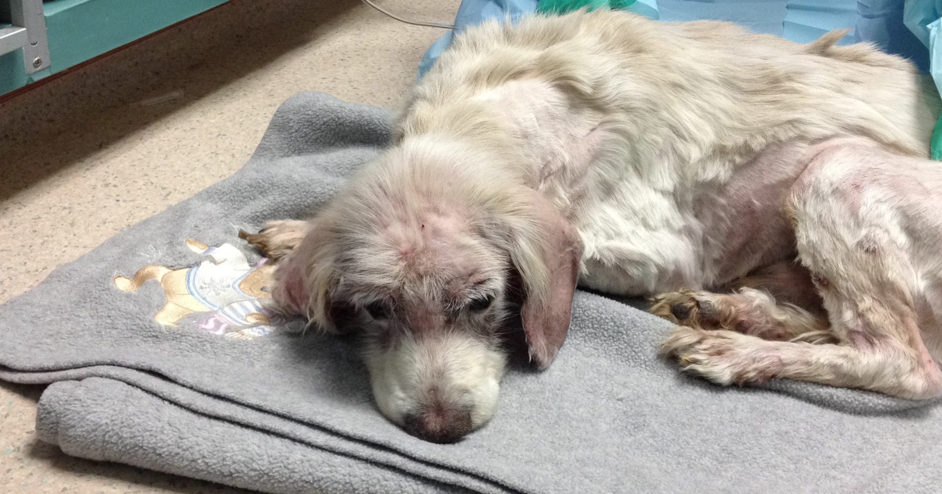 Dog That Raised Awareness Of Animal Abuse Dies dog-that-raised-awareness-of-animal-abuse-dies