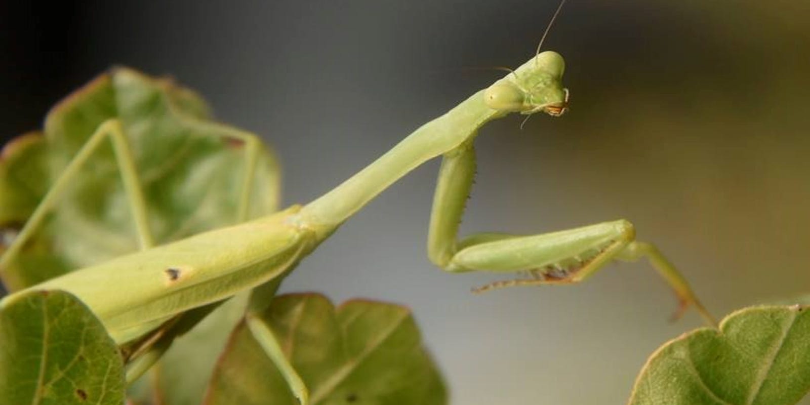 Distinctive praying mantis is aggressive, voracious