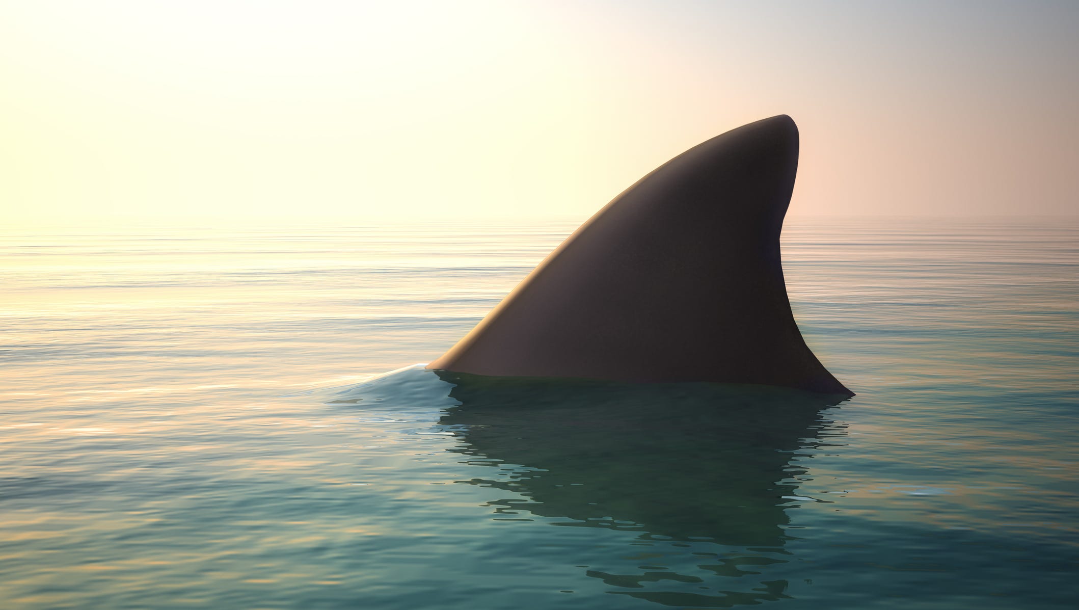 WATCH Sharks Swim Near Shore In Monmouth Beach watch-sharks-swim-near-shore-in-monmouth-beach