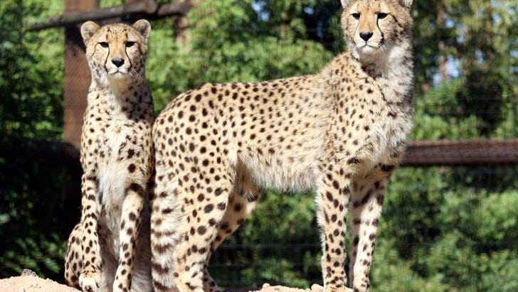 Cheetahs join Wildlife World Zoo collection