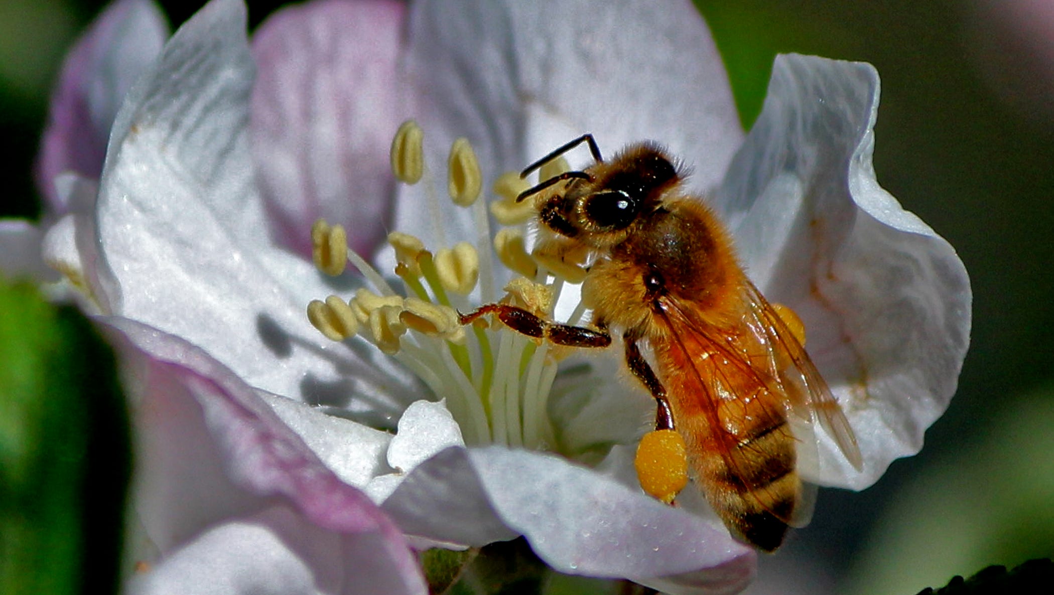 Master gardeners: How can I tell if my fruit trees need pollinators?