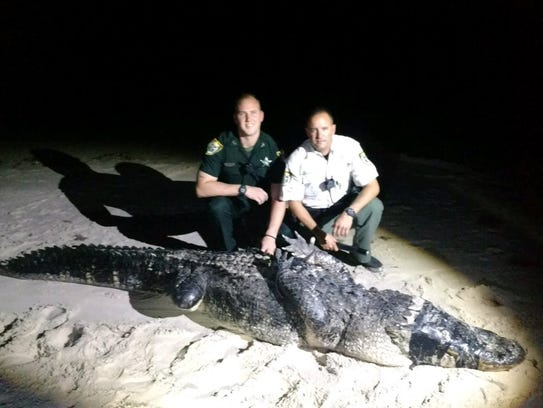 12-foot alligator captured on Indian River County beach at night