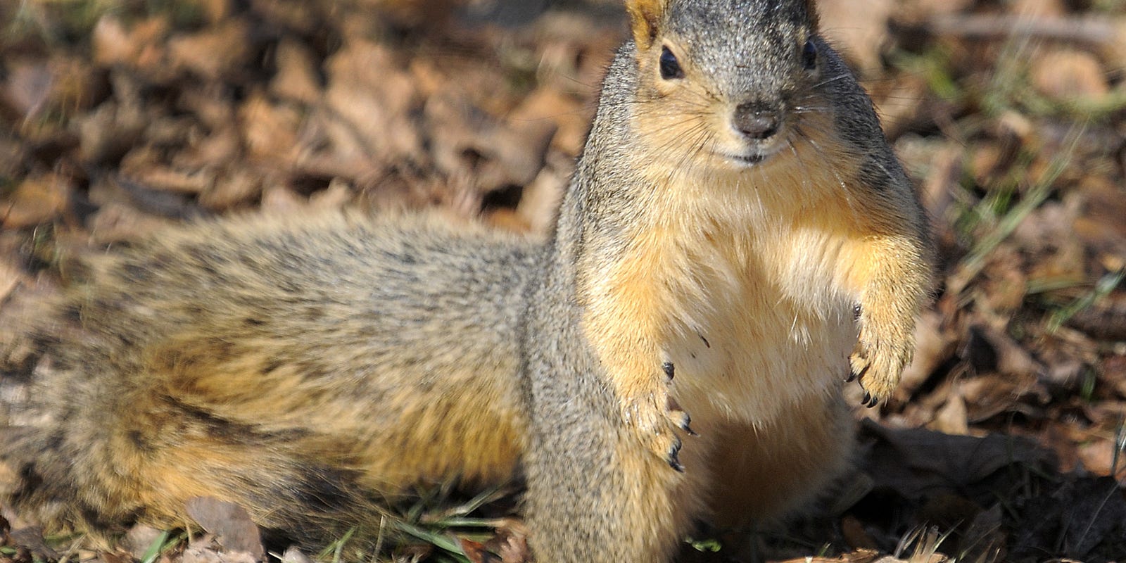 How to halt those hungry squirrels