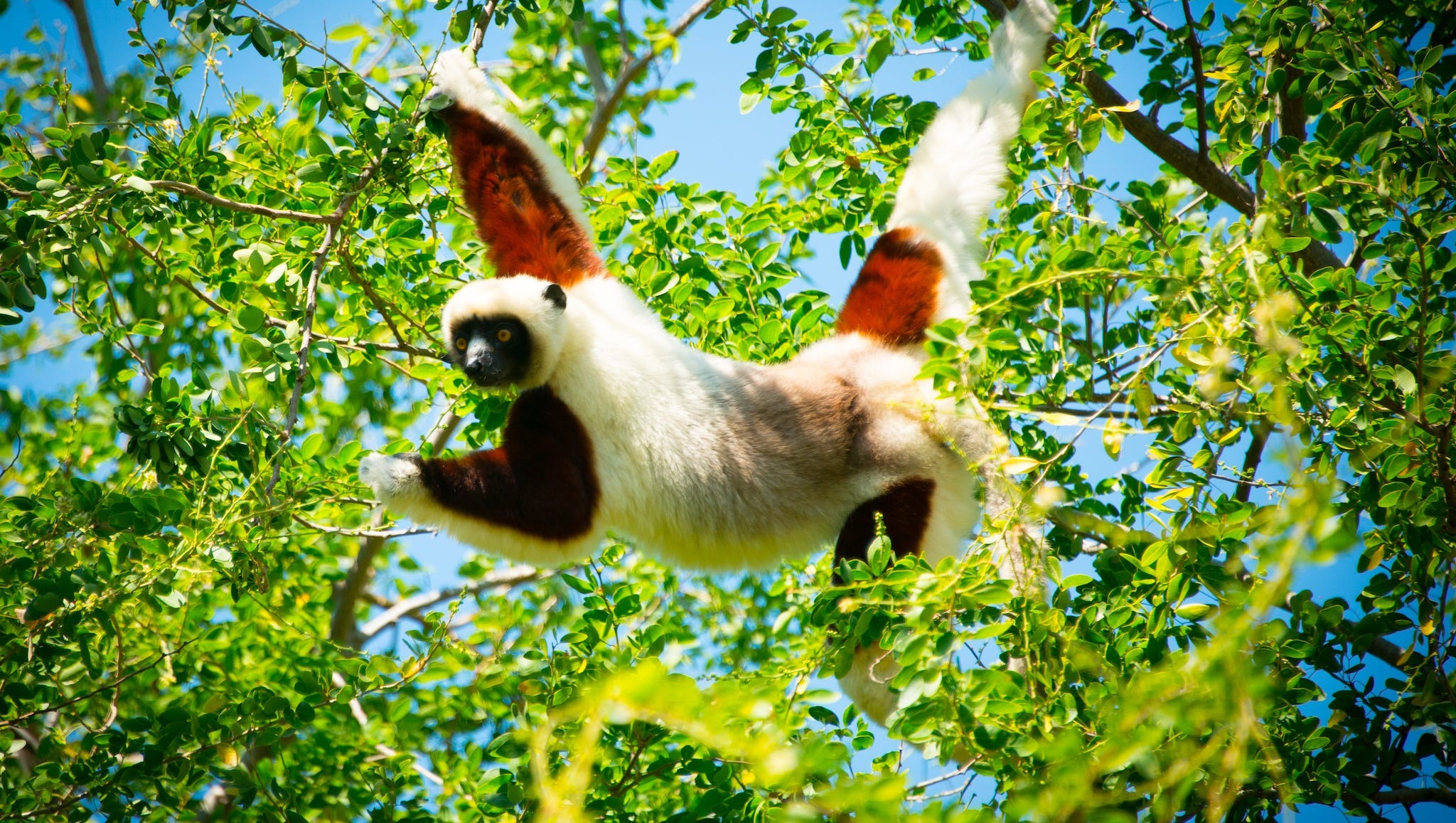 Climate change, deforestation is increasing risks for primates: study