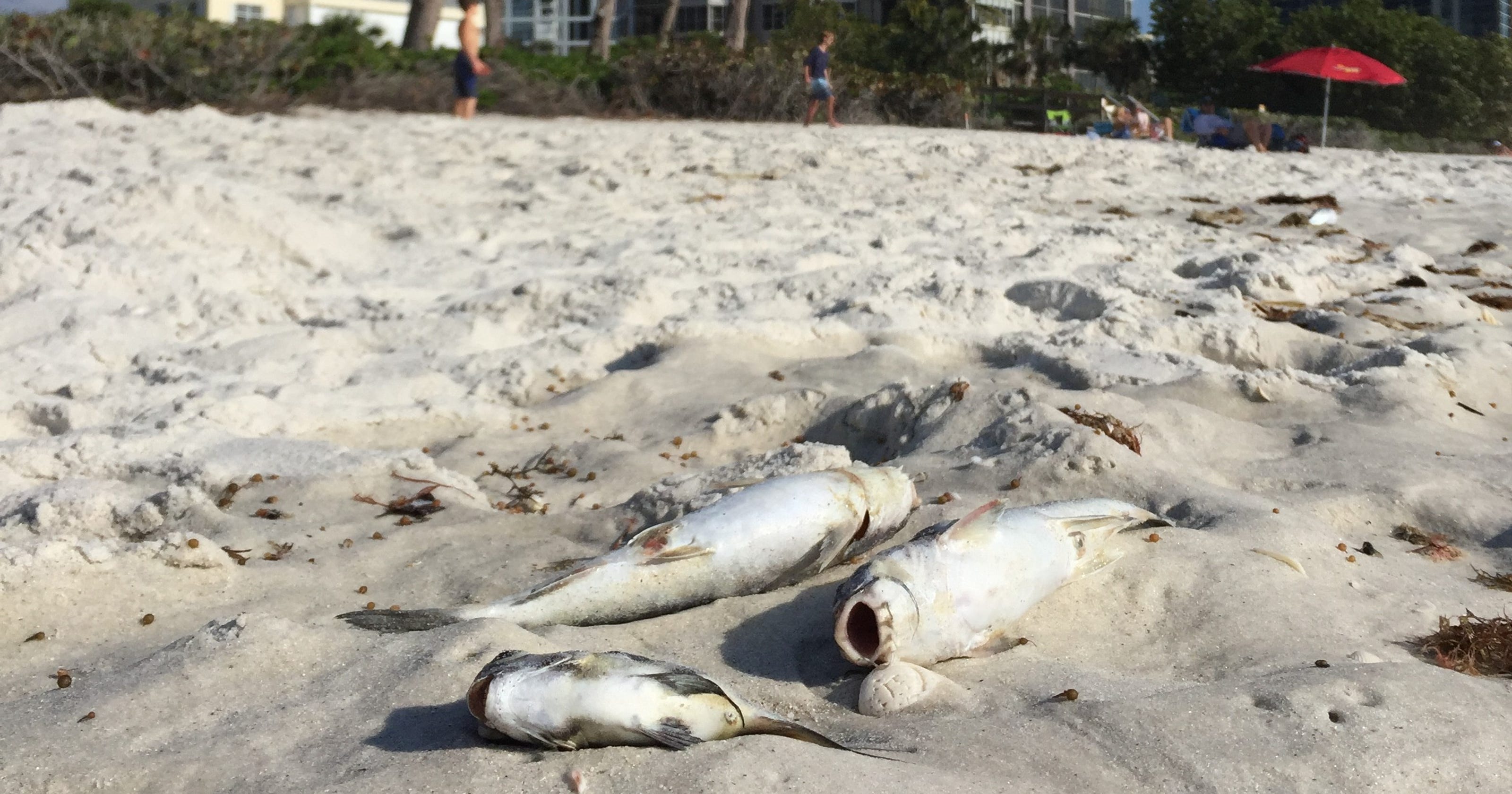 Dead fish seen on Collier beaches as red tide persists