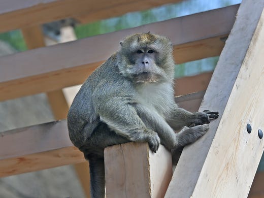 Macaque monkeys take over polar bear space in new exhibit at ...