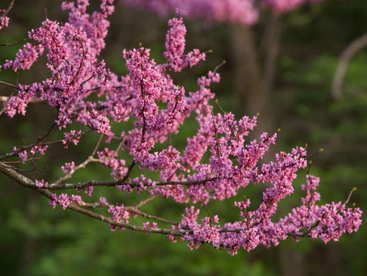 Critter of the week: Eastern redbud