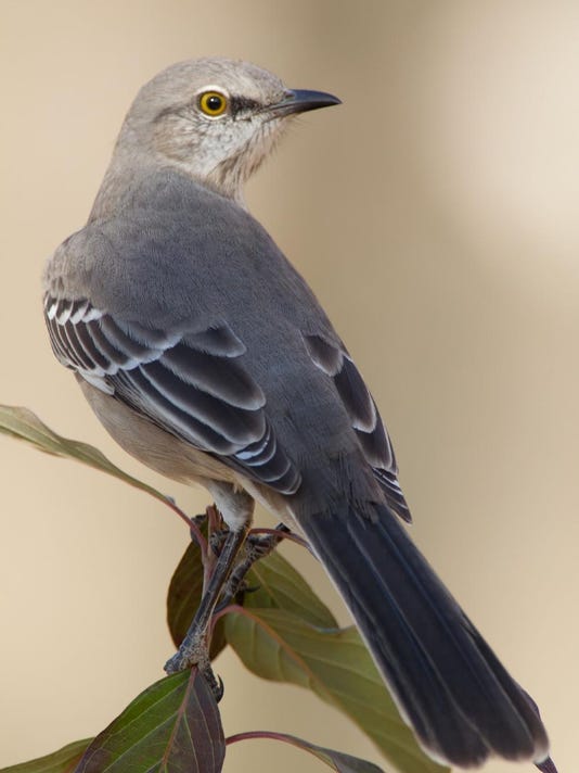 Critter of the Week: Mockingbird