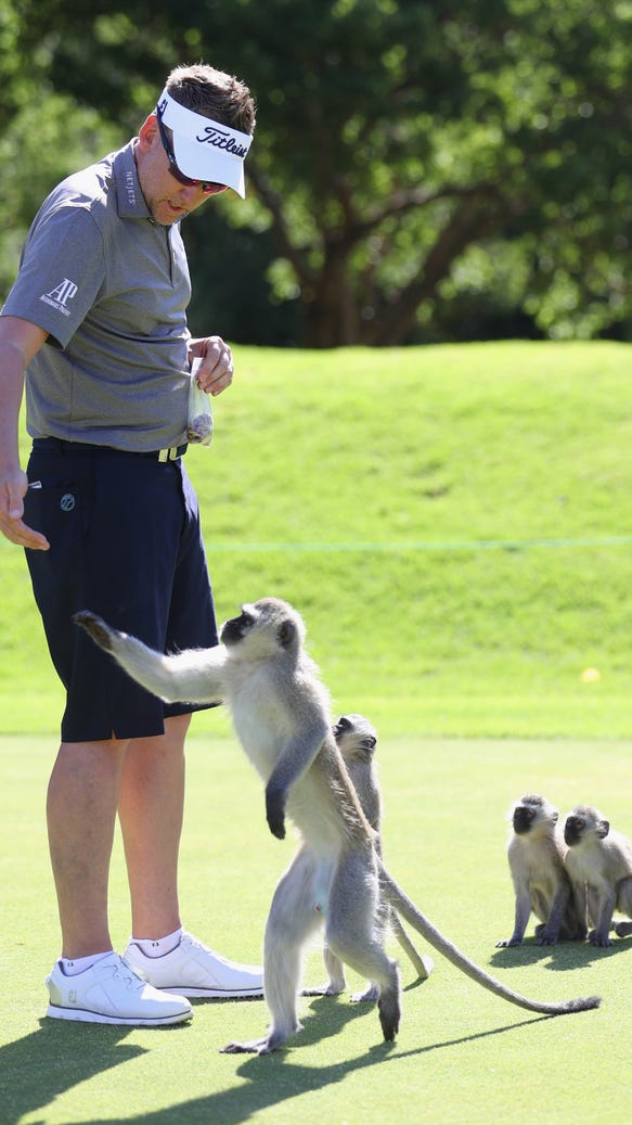 Golfer captures epic mongoose vs. snake fight