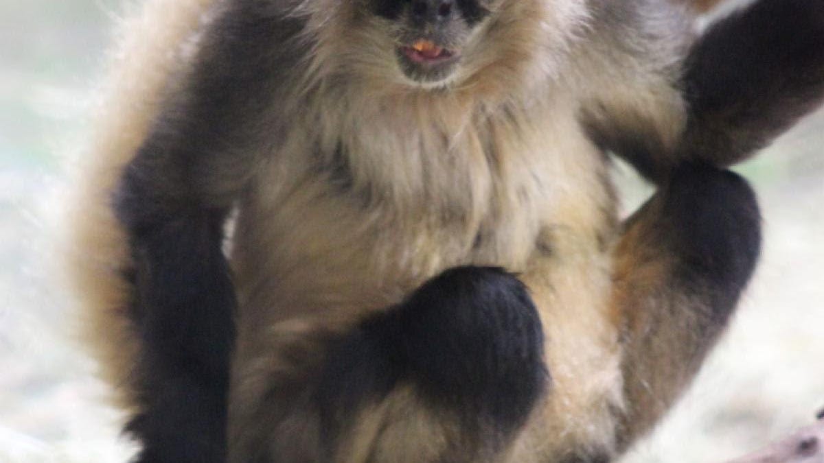 Agnes the spider monkey, dead at 48