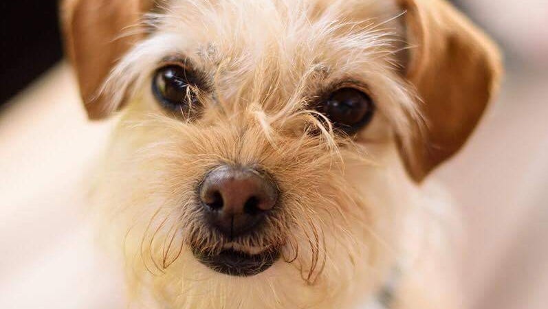 What Ever Happened To Toto Dog